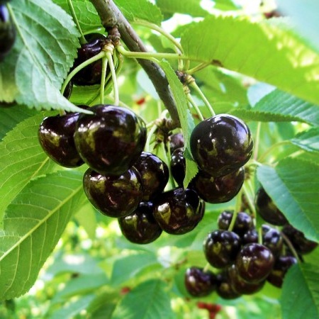 Cires Columnar Black - Pepiniera Cataplant Buzau