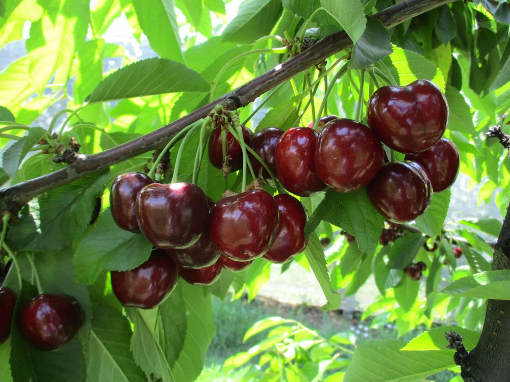 Cires Columnar Helene - Pepiniera Cataplant Buzau
