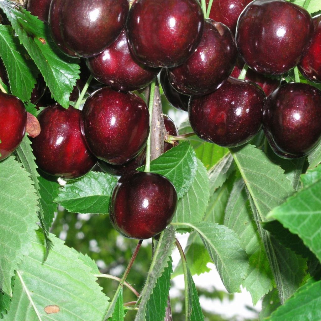 Arhive Cires - Pepiniera Cataplant Buzau