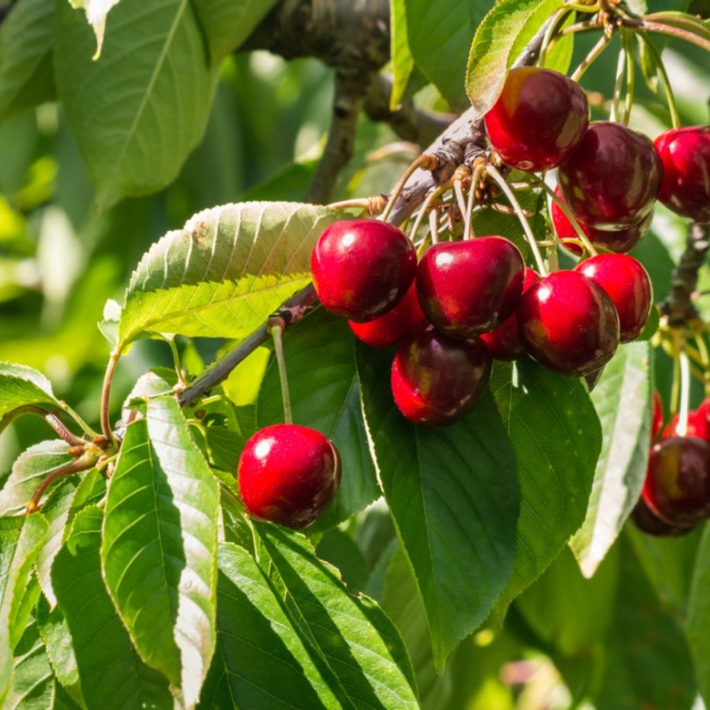 Arhive Pomi Fructiferi Clasici - Pagina 2 din 8 - Pepiniera Cataplant Buzau