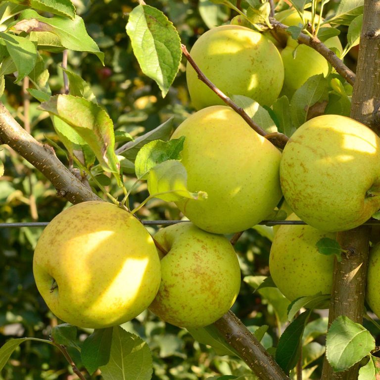 Pomi Fructiferi Pitici